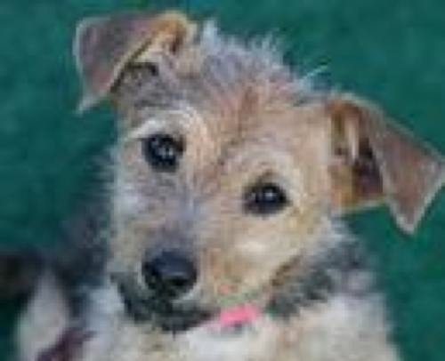 Fight for Franny: A Small Dog with a Big Story - Shareable